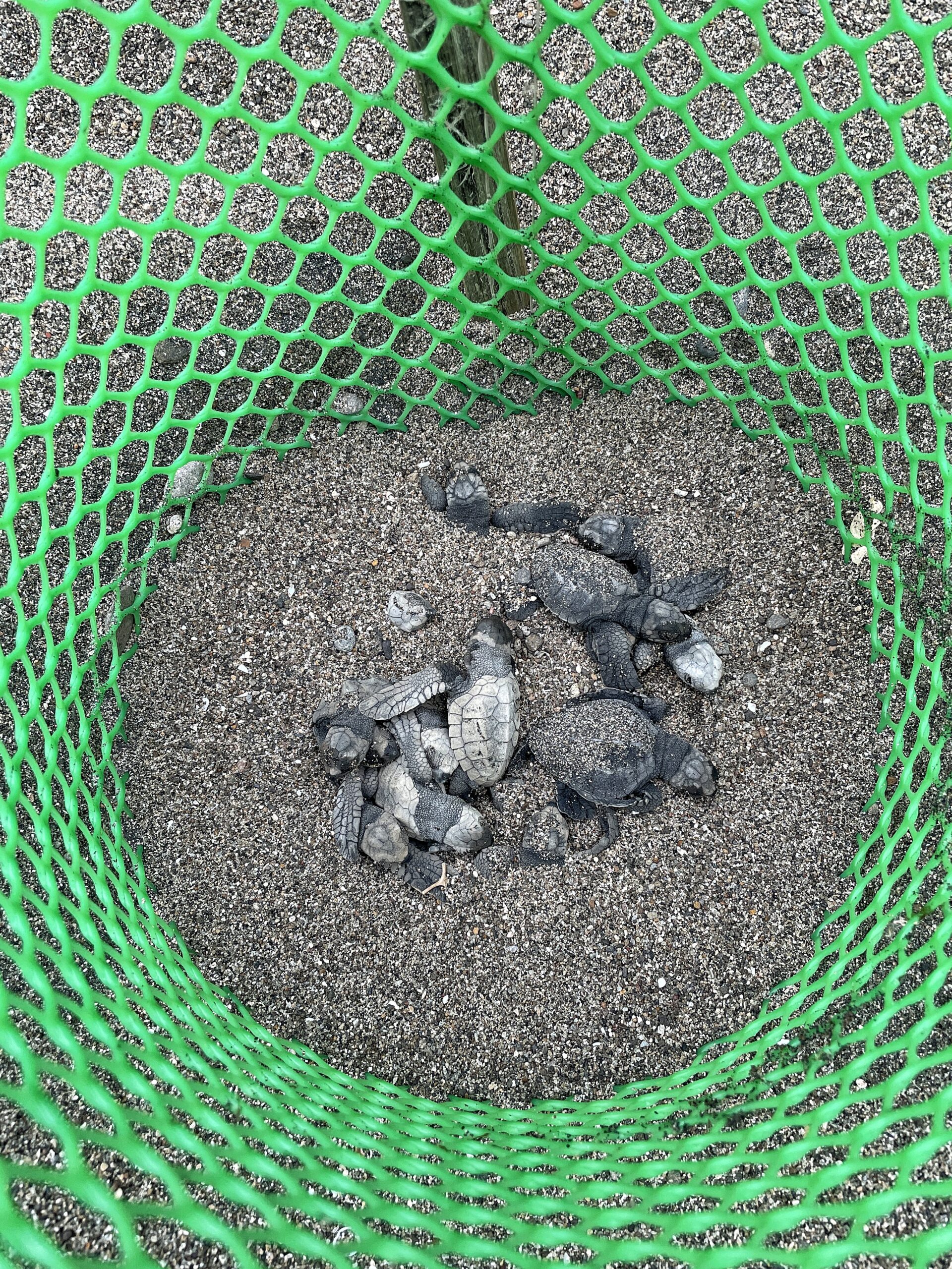 TRAVEL + LEISURE CO. SUPPORTS PROGRAM FOR ENDANGERED TURTLES IN THE ...